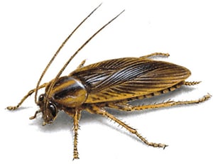 Pest Control for Your Home